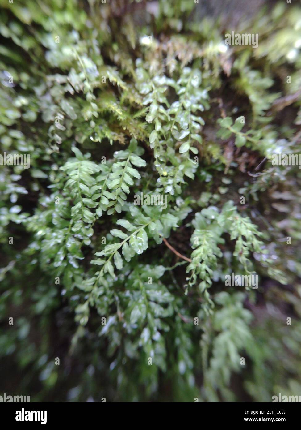 Palm-tree Moss (Plagiomnium undulatum), Plantae, Karwiny, Gdynia ...
