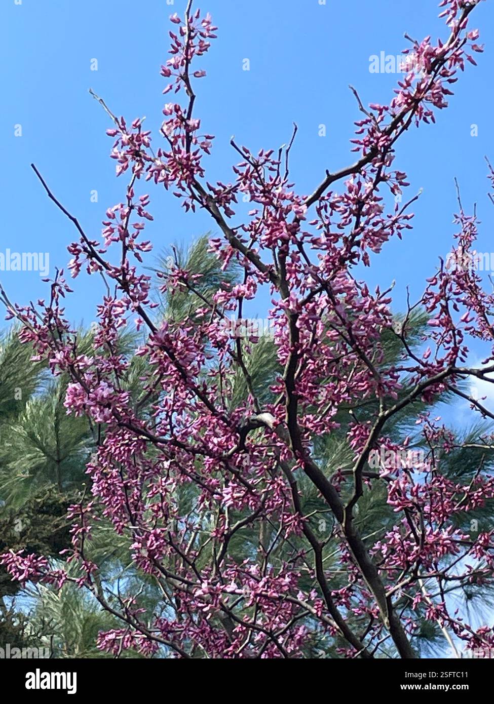 eastern redbud (Cercis canadensis), Plantae, Ridge Path Rd, Polkton, NC ...