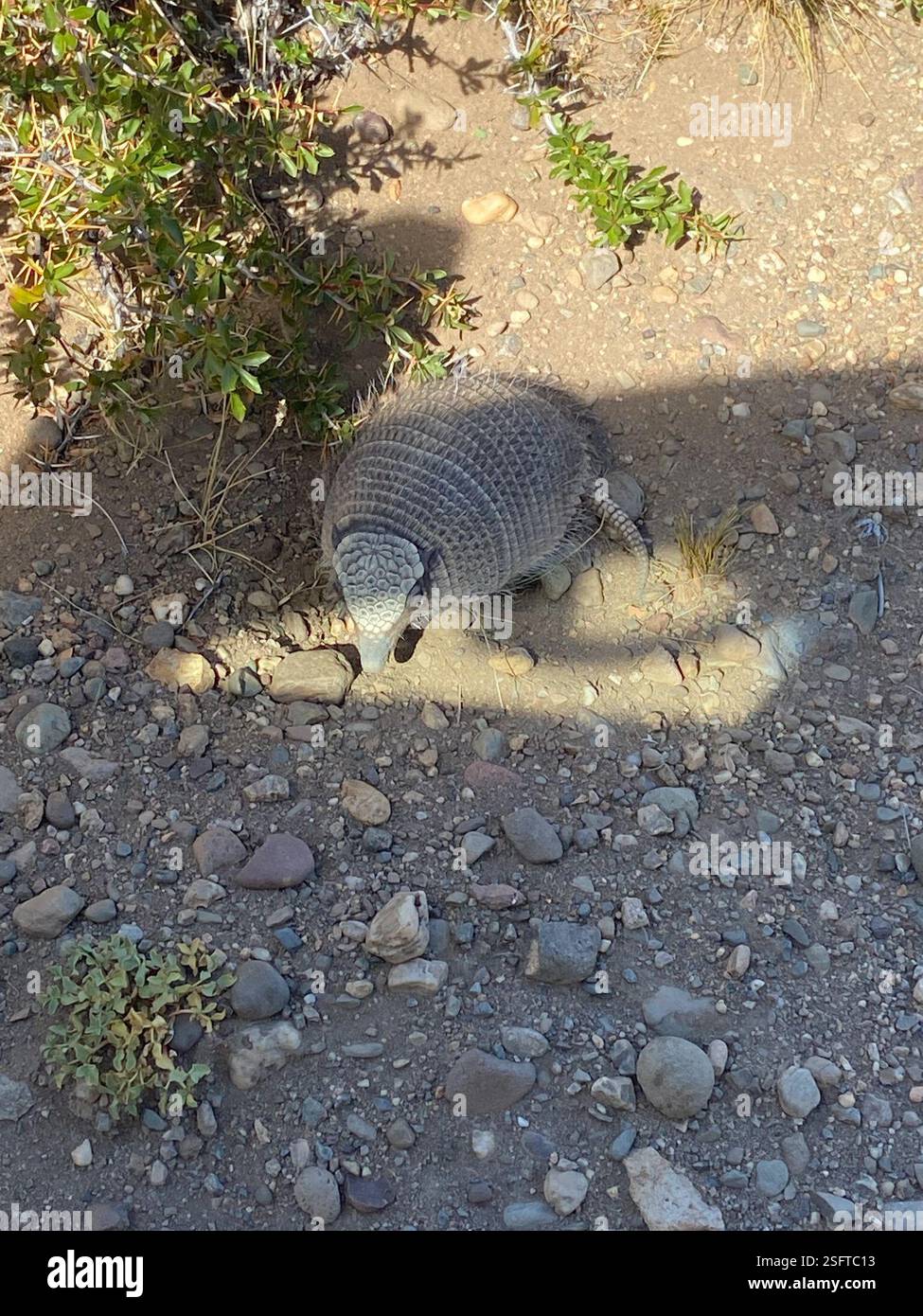 Pichi (Zaedyus pichiy), Mammalia, Lago Buenos Aires, AR-SC, AR Stock ...