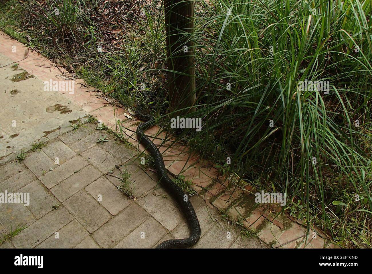 Diamond Python (Morelia spilota spilota), Reptilia, 62 Railway Parade ...