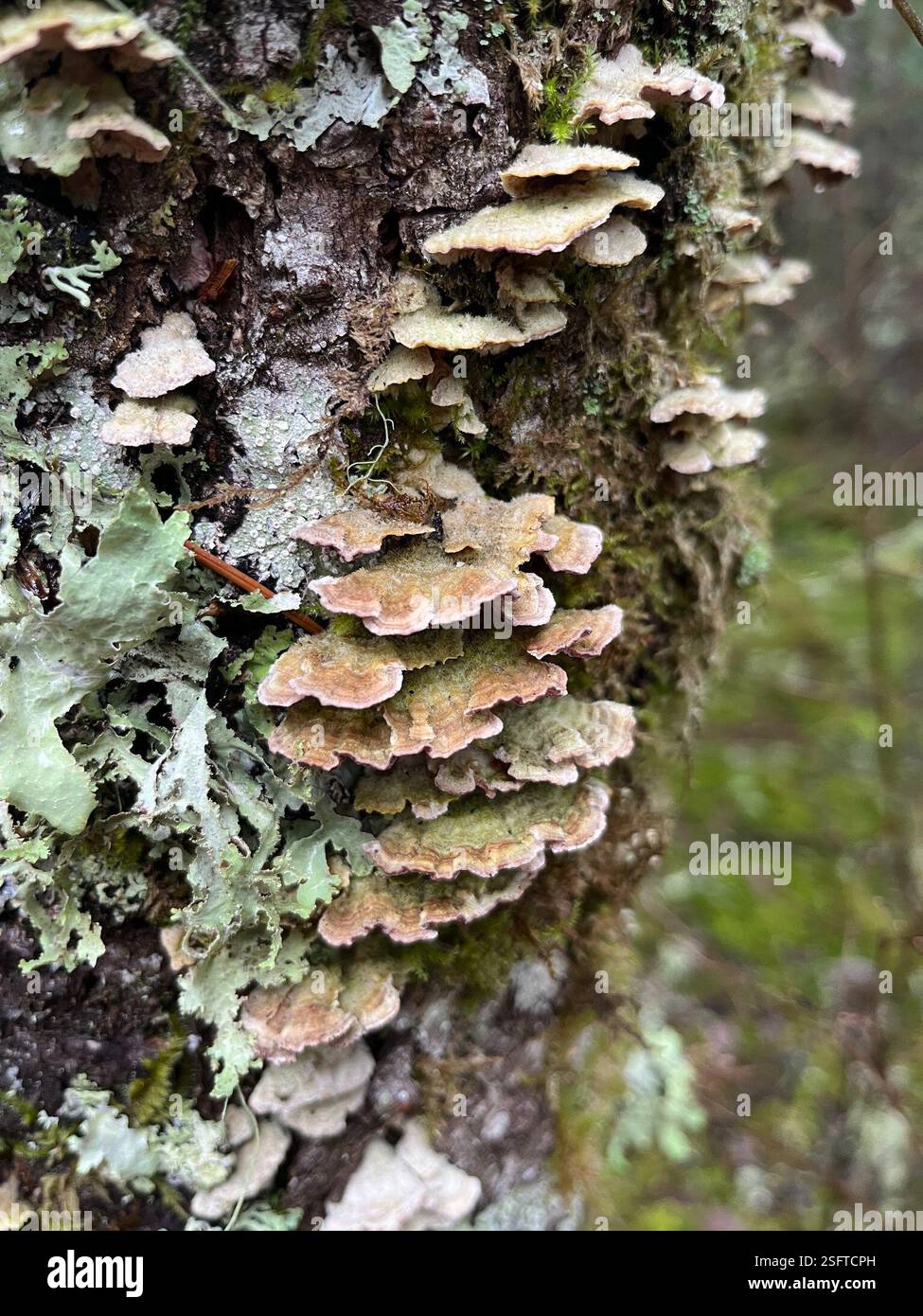 (Trichaptum), Fungi, Capital, BC, Canada Stock Photo - Alamy
