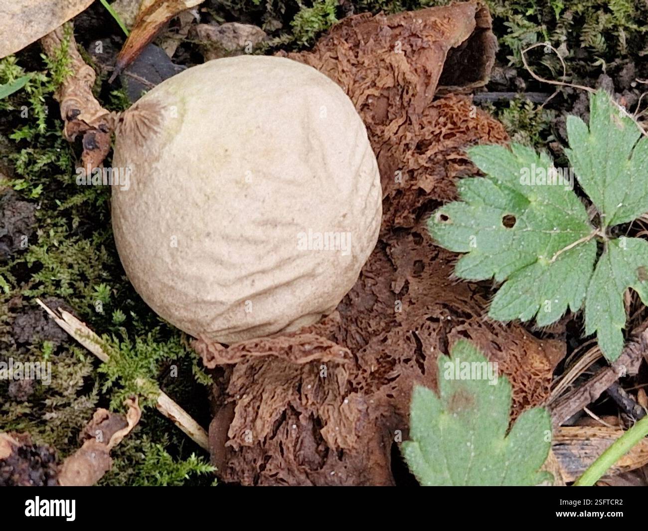 Earthstars (Geastrum), Fungi, Sharrow, Sheffield, UK Stock Photo - Alamy