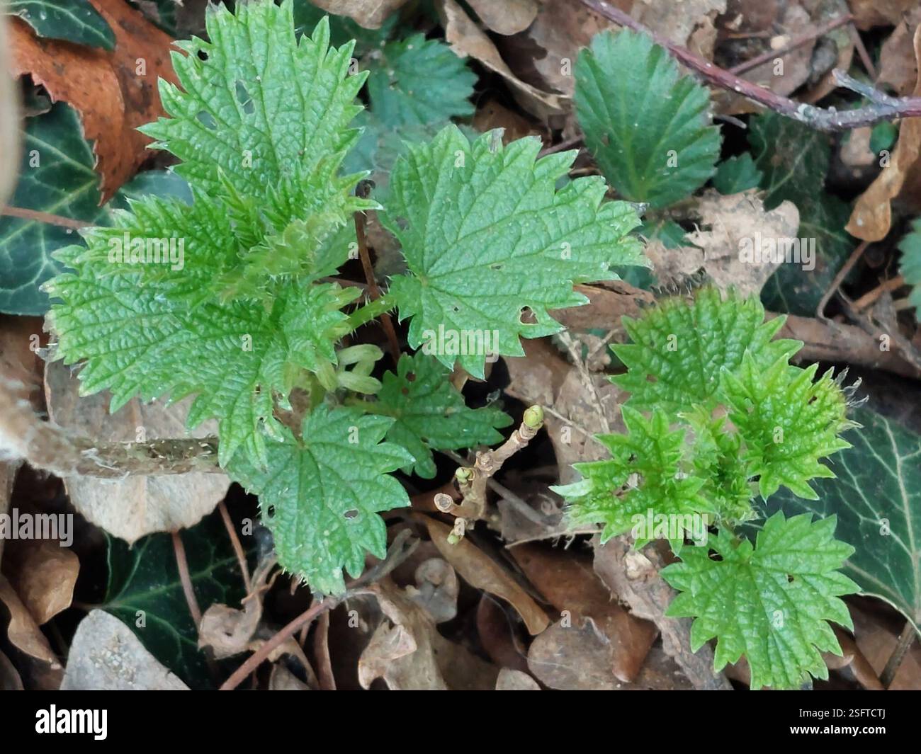 great stinging nettle (Urtica dioica), Plantae, Melbourne, Derby DE73 ...