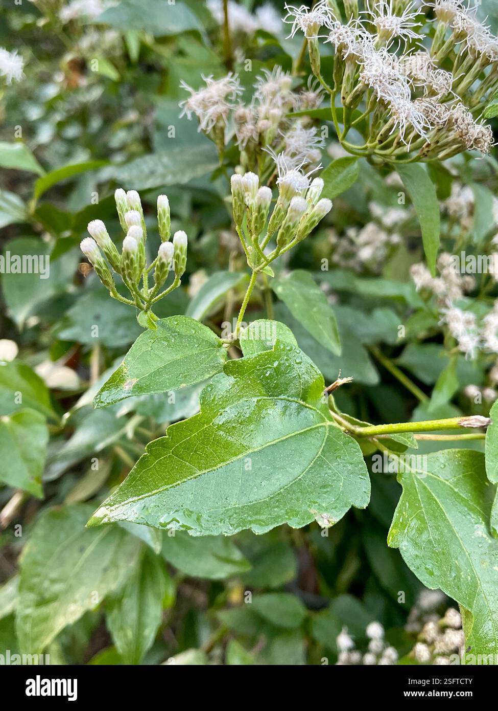 Siam weed seeds hi-res stock photography and images - Alamy