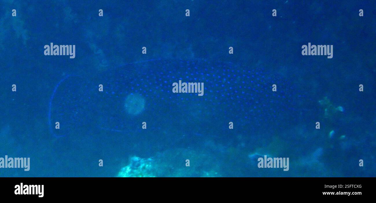 African Hind (Cephalopholis taeniops), Actinopterygii, Baía da ...