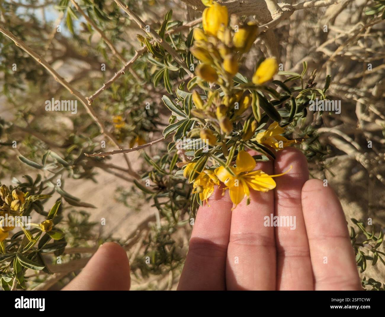 Bladderpod (Cleomella arborea), Plantae, San Bernardino County, CA, USA ...
