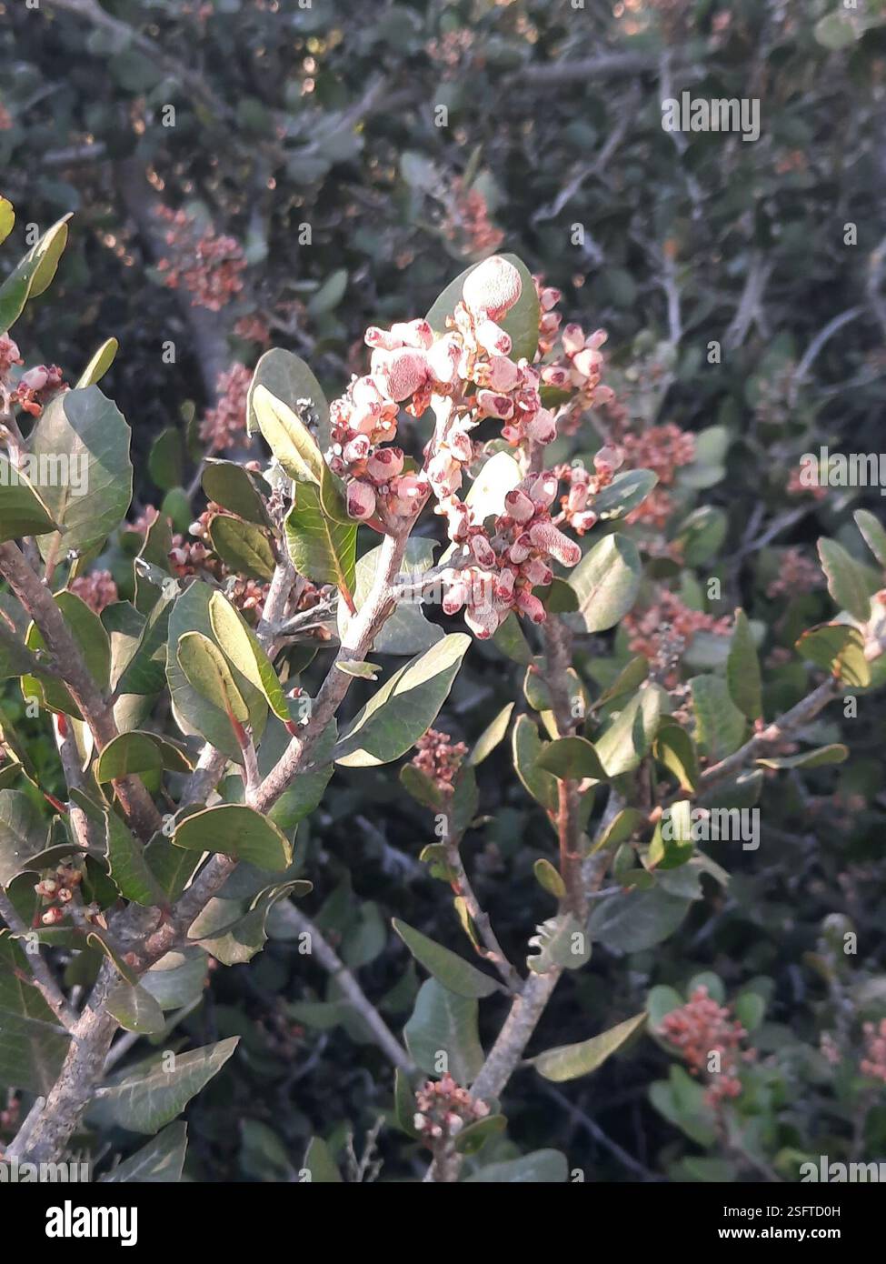 lemonade berry (Rhus integrifolia), Plantae, Encinitas, CA 92024, USA ...