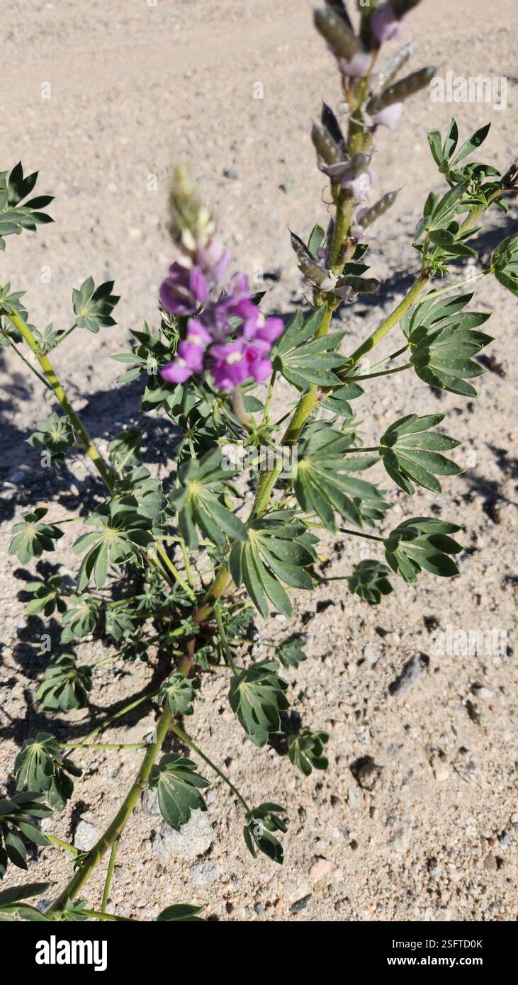 Arizona lupine (Lupinus arizonicus), Plantae, Riverside County, US-CA ...