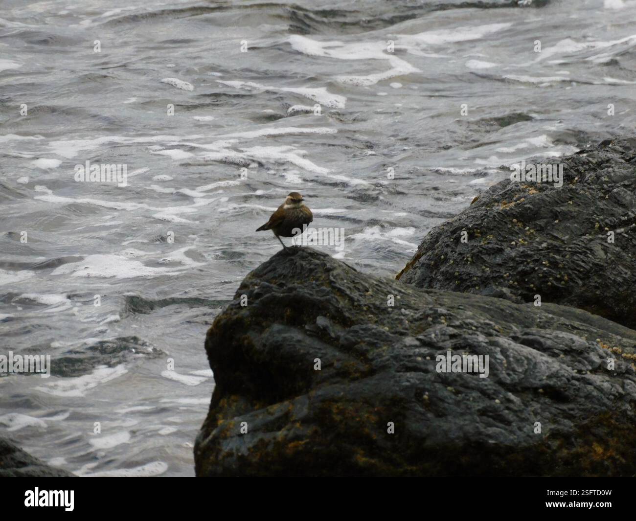 Buff-winged Cinclodes (Cinclodes fuscus), Aves, Chile Stock Photo - Alamy
