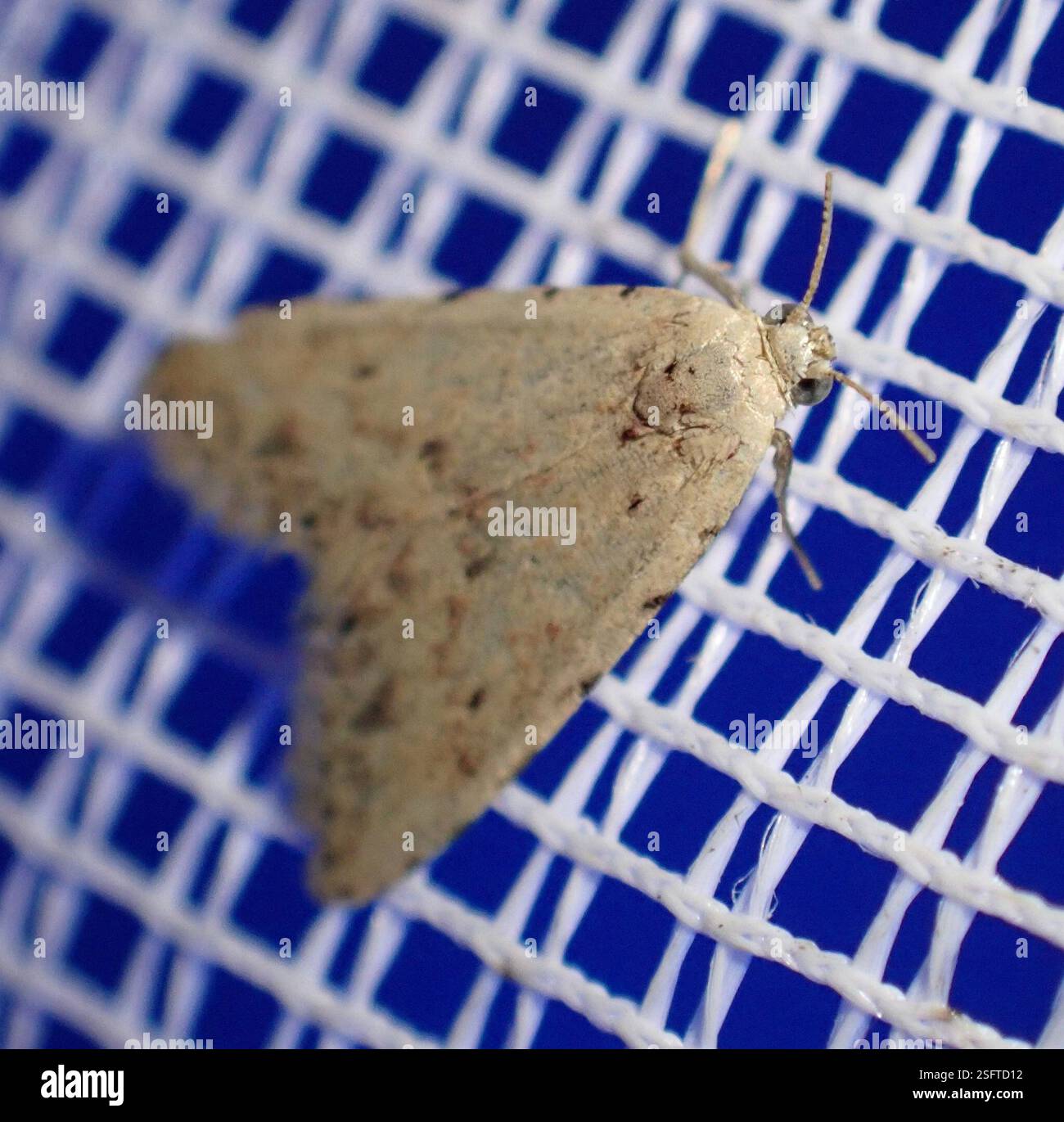 Underwing, Tiger, Tussock, and Allied Moths (Erebidae), Insecta, Santo Antão, Cape Verde, CV ...