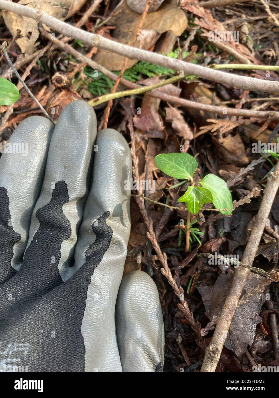 common ivy (Hedera helix), Plantae, Maple Valley Heights, Lake Desire ...