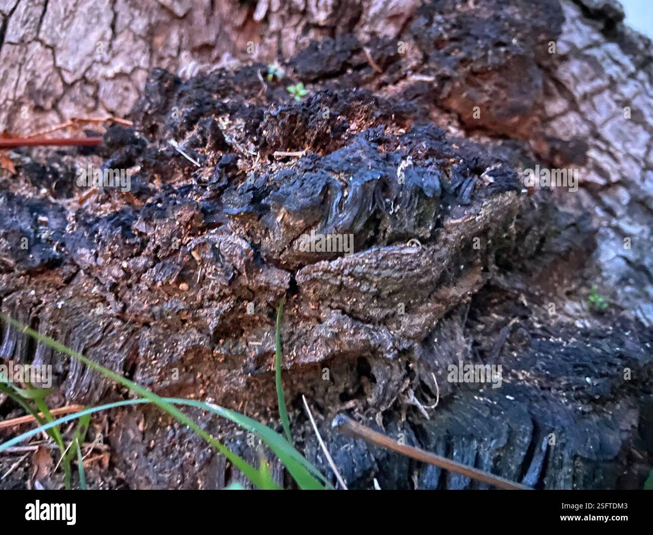 bracket fungi (Polyporaceae), Fungi, Cardiff Ave, Los Angeles, CA, US ...