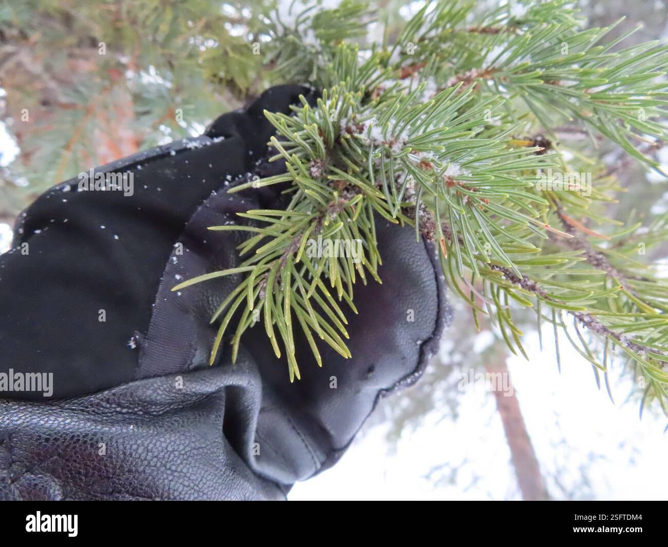 Engelmann spruce (Picea engelmannii), Plantae, Summit, Colorado, United ...