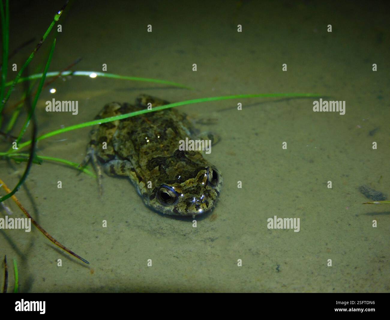 Common Eastern Froglet (Crinia signifera), Amphibia, Hobart TAS ...