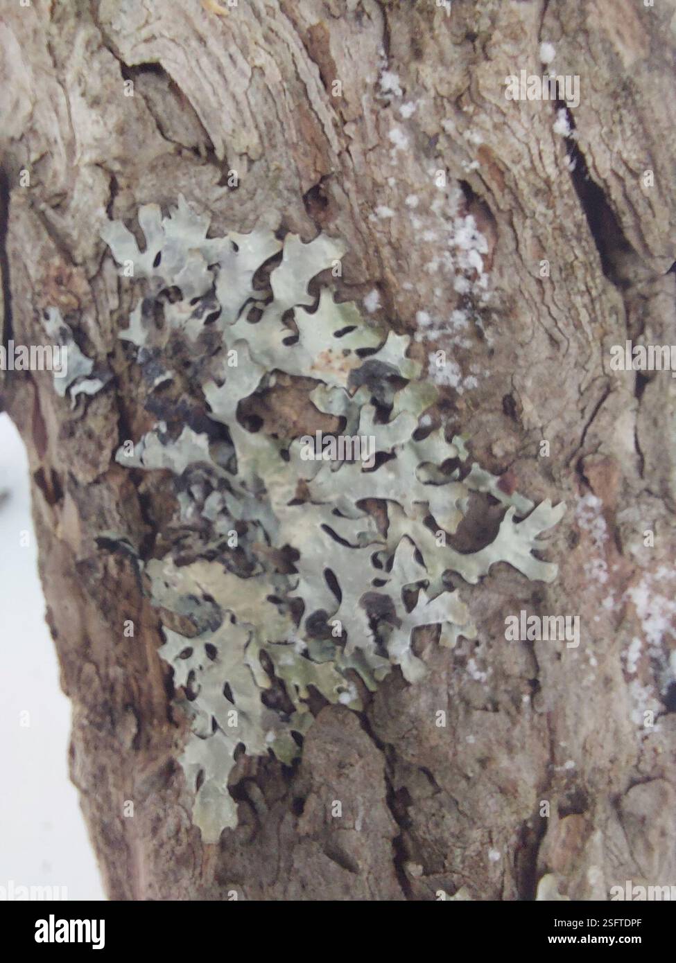 shield lichens (Parmelia), Fungi, Echo Bay, ON P0S 1C0, Canada Stock ...