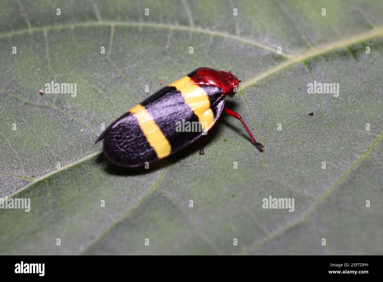 (Sphenorhina rubra), Insecta, Araçariguama, SP, 18147-000, Brasil Stock ...