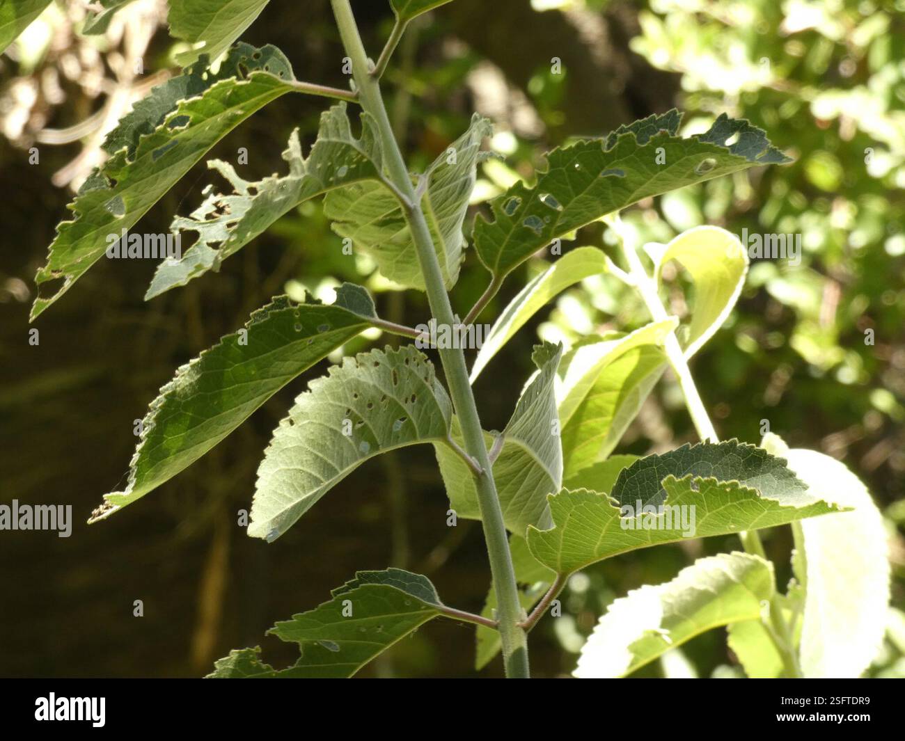 Aristotelia chilensis hi-res stock photography and images - Alamy