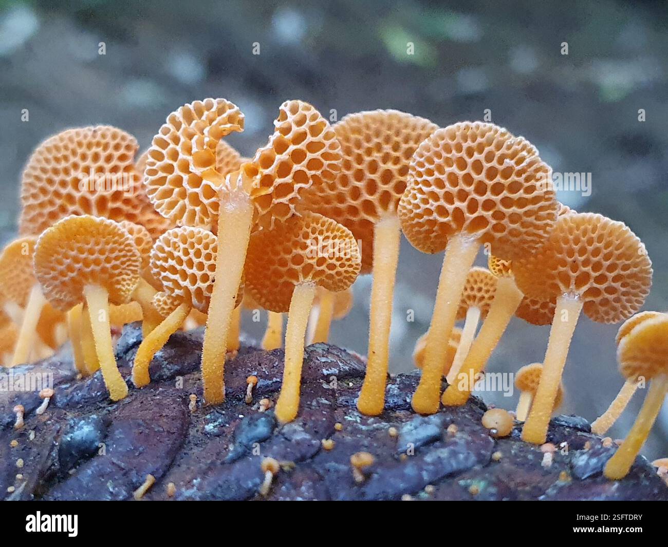 orange pore fungus (Favolaschia claudopus), Fungi, Wellington, NZ-WG ...