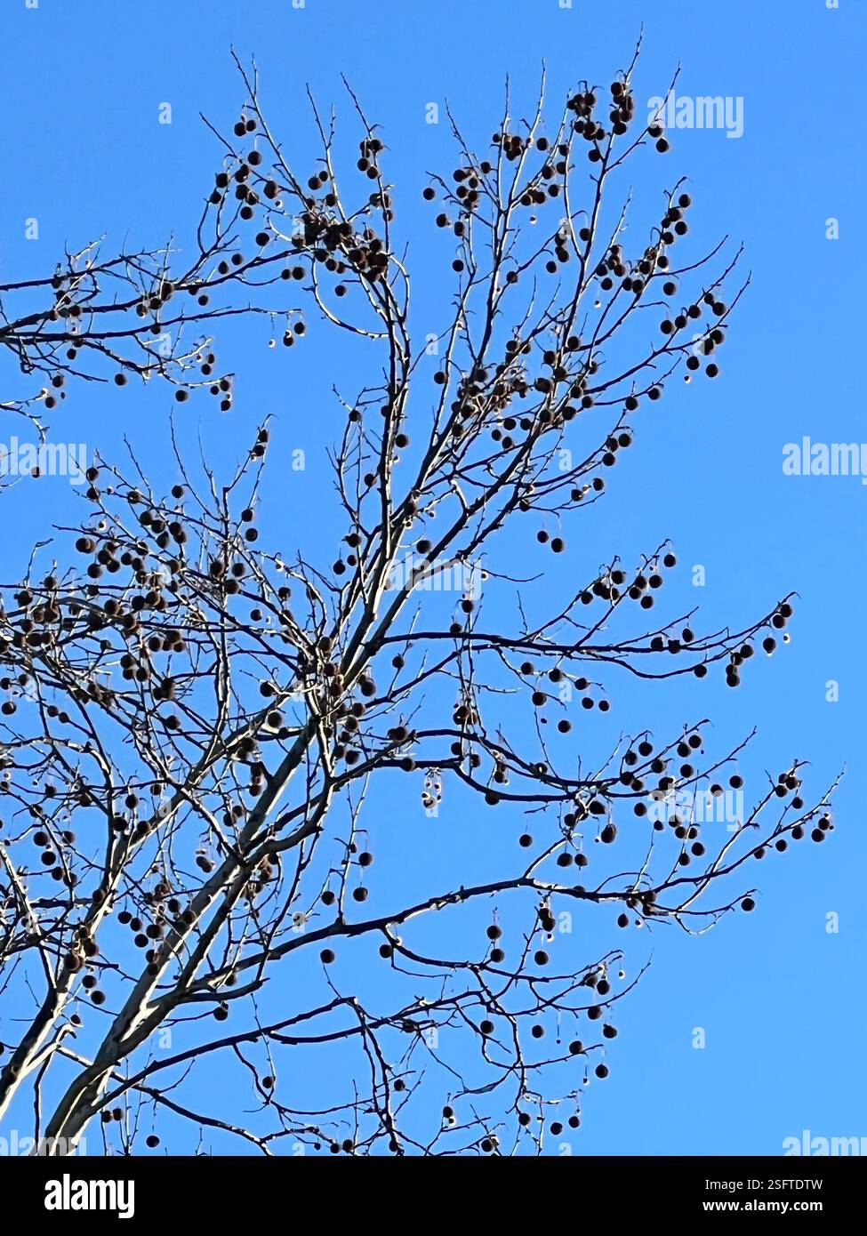 American sycamore (Platanus occidentalis), Plantae, Middle St ...