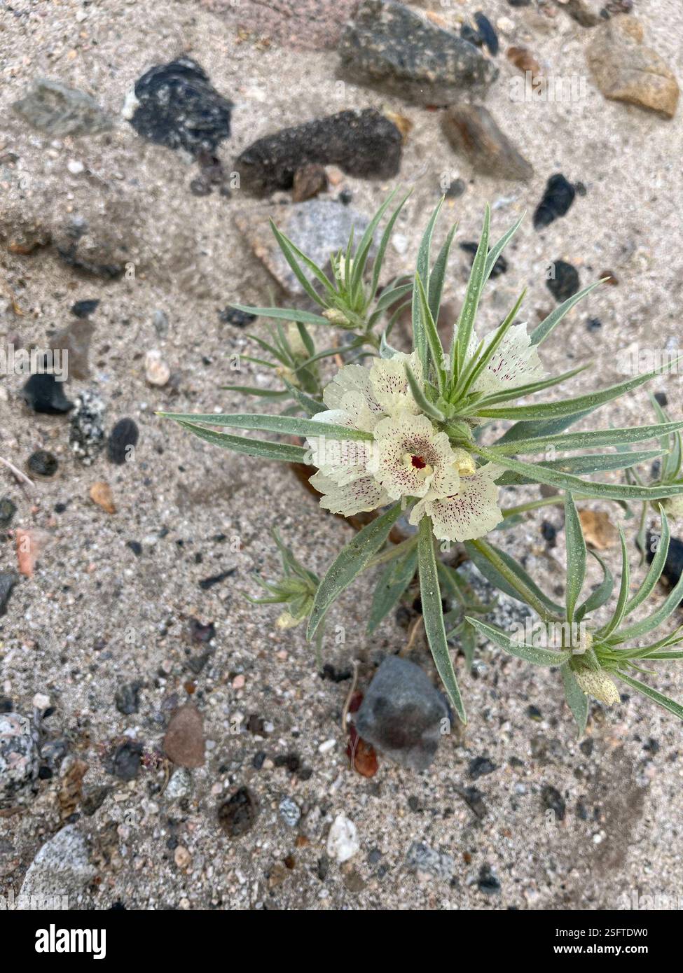 ghost flower (Mohavea confertiflora), Plantae, Box Canyon Rd, Mecca, CA ...
