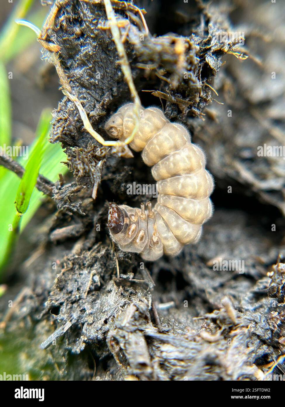 Soldier Beetles (Cantharidae), Insecta, Camp San Luis Obispo, San Luis ...