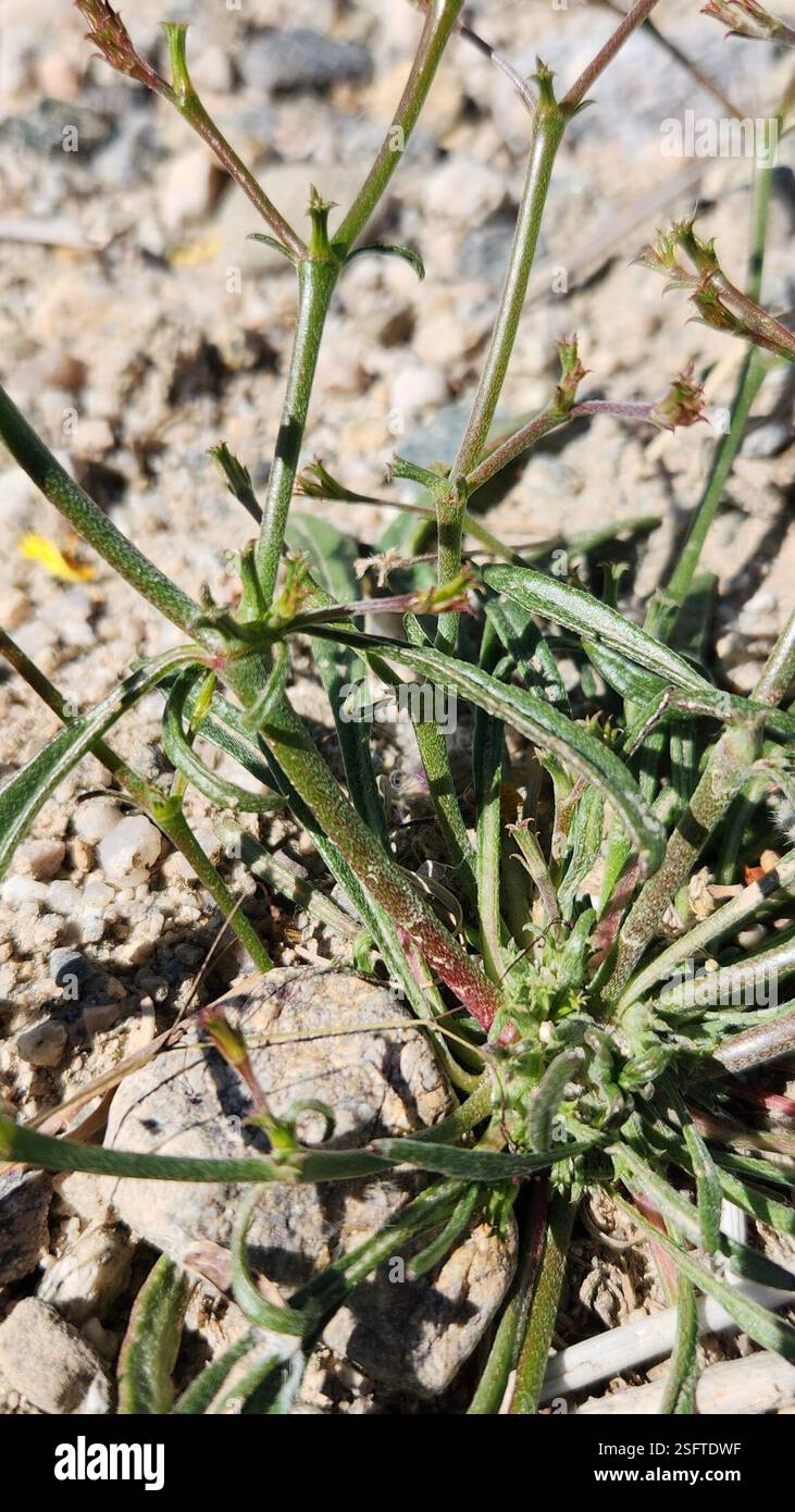 Brittle Spineflower (Chorizanthe brevicornu), Plantae, Mecca, CA 92254 ...