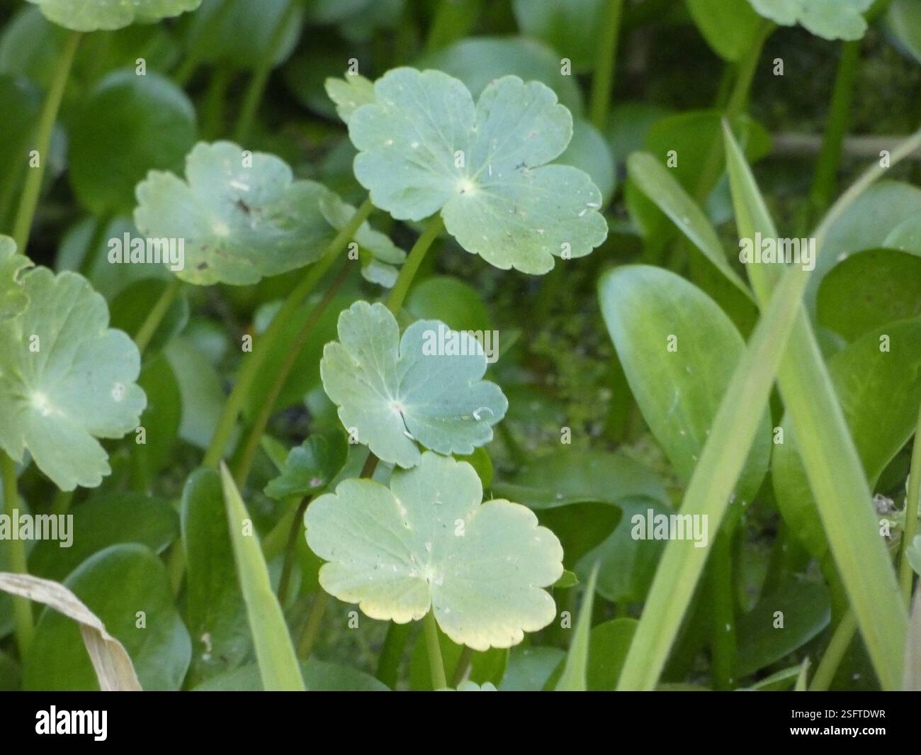 floating marsh pennywort (Hydrocotyle ranunculoides), Plantae ...