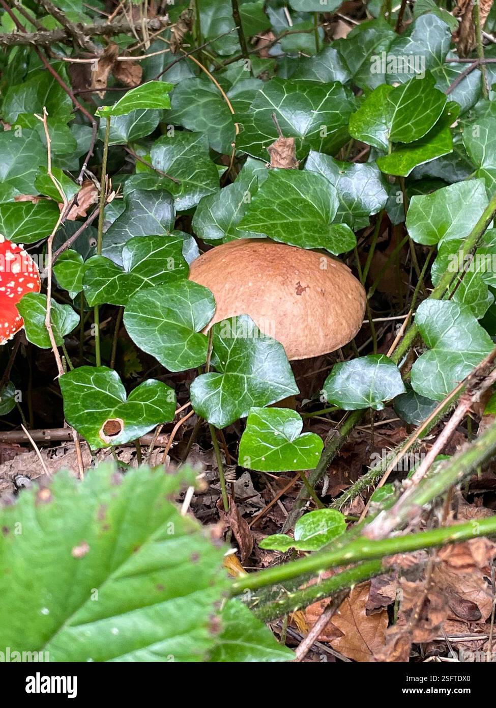 boletes (Boletaceae), Fungi, Tehidy Country Park Cafe, Camborne ...