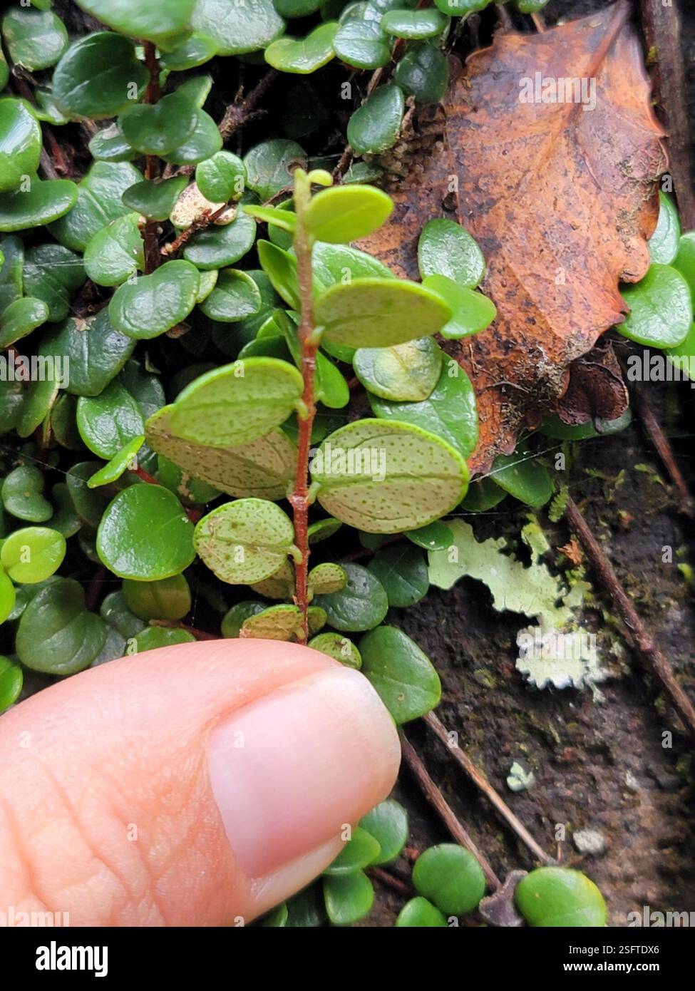 climbing rātā (Metrosideros perforata), Plantae, Gladstone, Greymouth ...