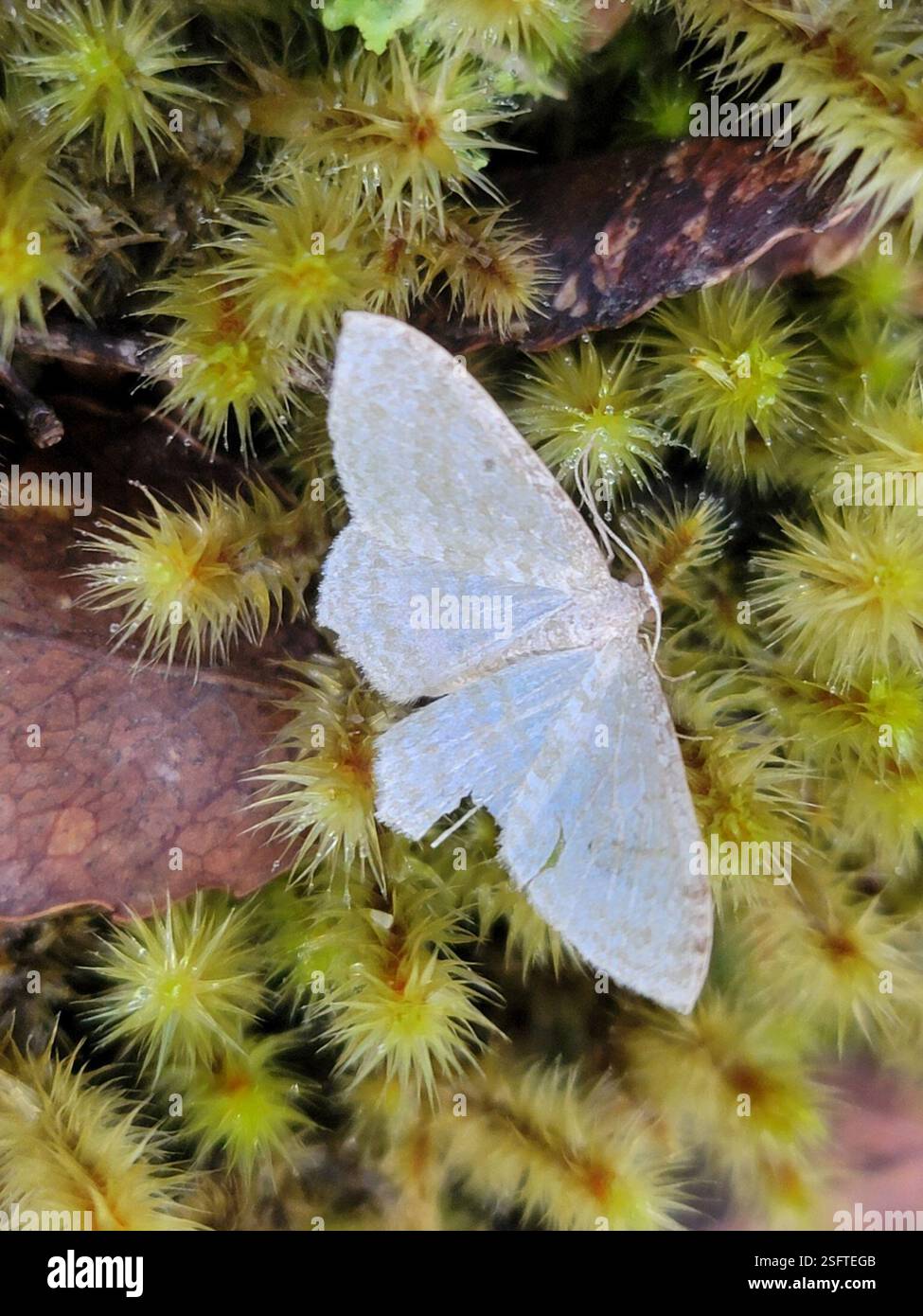 Native cranberry moth (Poecilasthena pulchraria), Insecta, Kokatahi ...