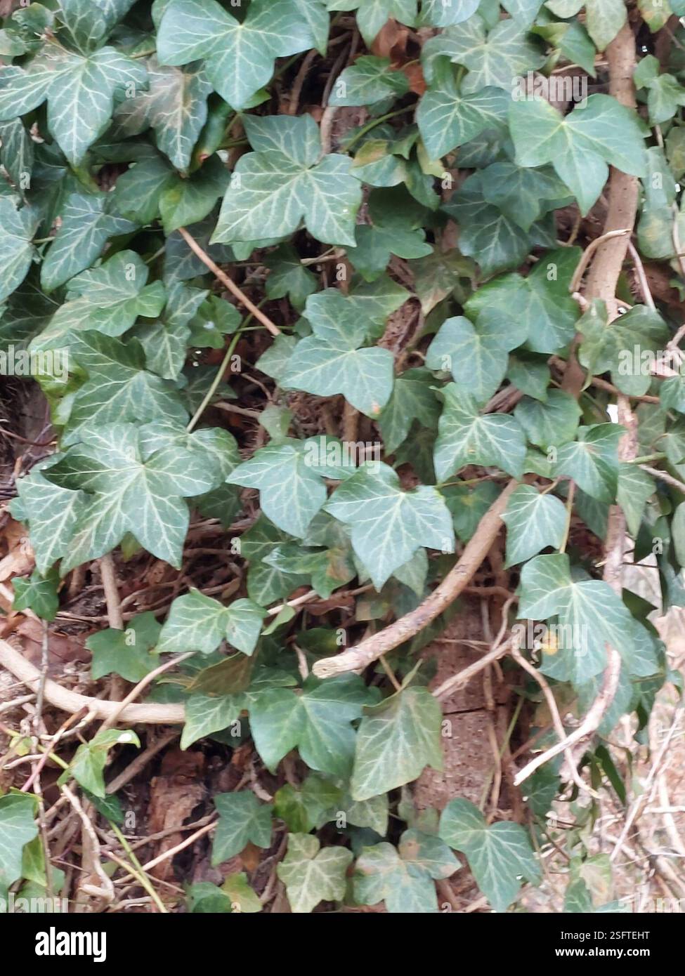 common ivy (Hedera helix), Plantae, Melbourne, Derby DE73 8DN, UK Stock ...