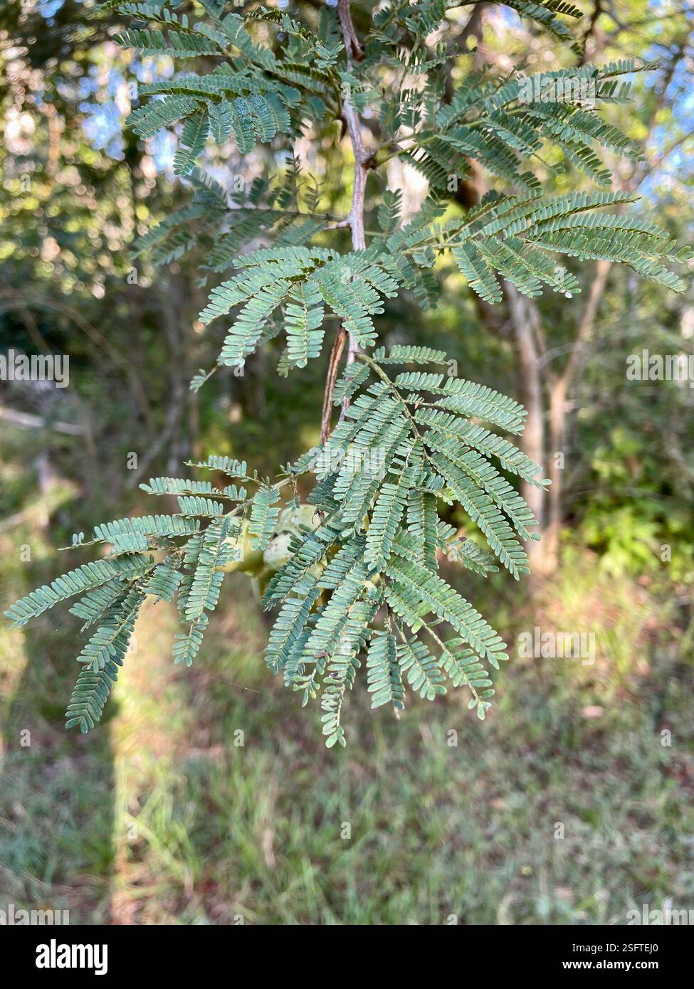 aroma (Dichrostachys cinerea), Plantae, Pinar del Río, CU, Aroma ...