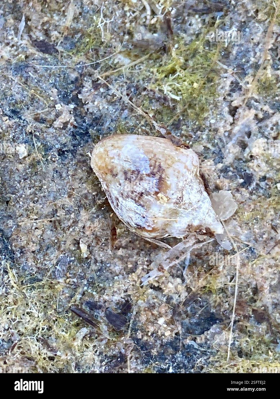 Rustic Dove-shell (Columbella rustica), Mollusca, Mallorca, Campos ...