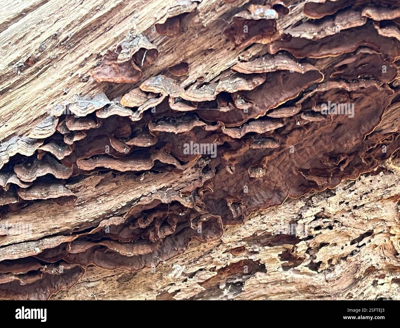 Oak Curtain Crust Fungus (Hymenochaete rubiginosa), Fungi, Muswell Hill ...