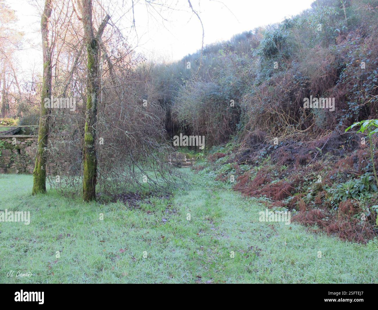 Curve-leaved Ditrichum (Ditrichum heteromallum), Plantae, Pontevedra ...