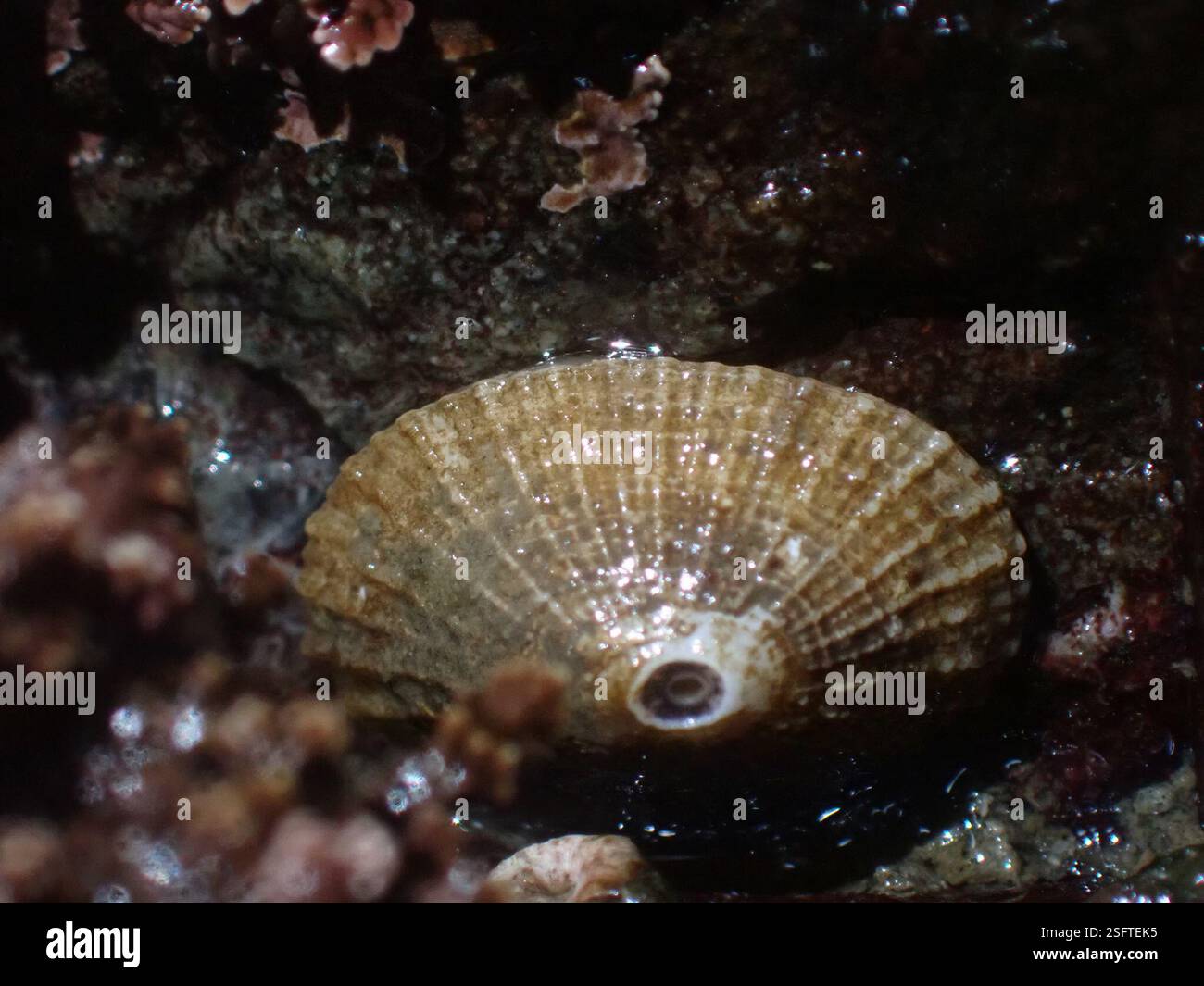 Rough Keyhole Limpet (Diodora aspera), Mollusca, Fairfield, Victoria ...