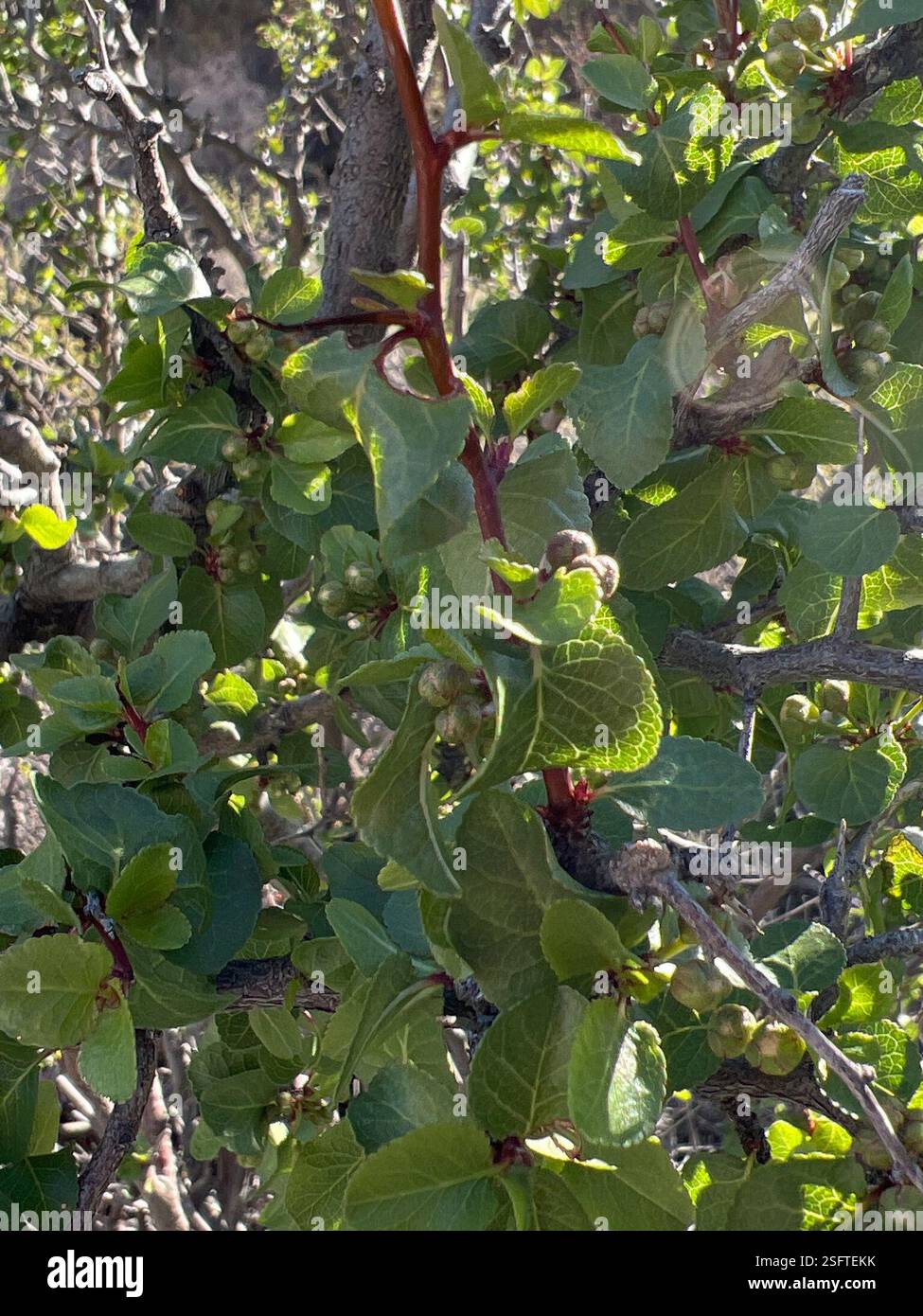 Desert Apricot (Prunus fremontii), Plantae, Anza-Borrego Desert State ...