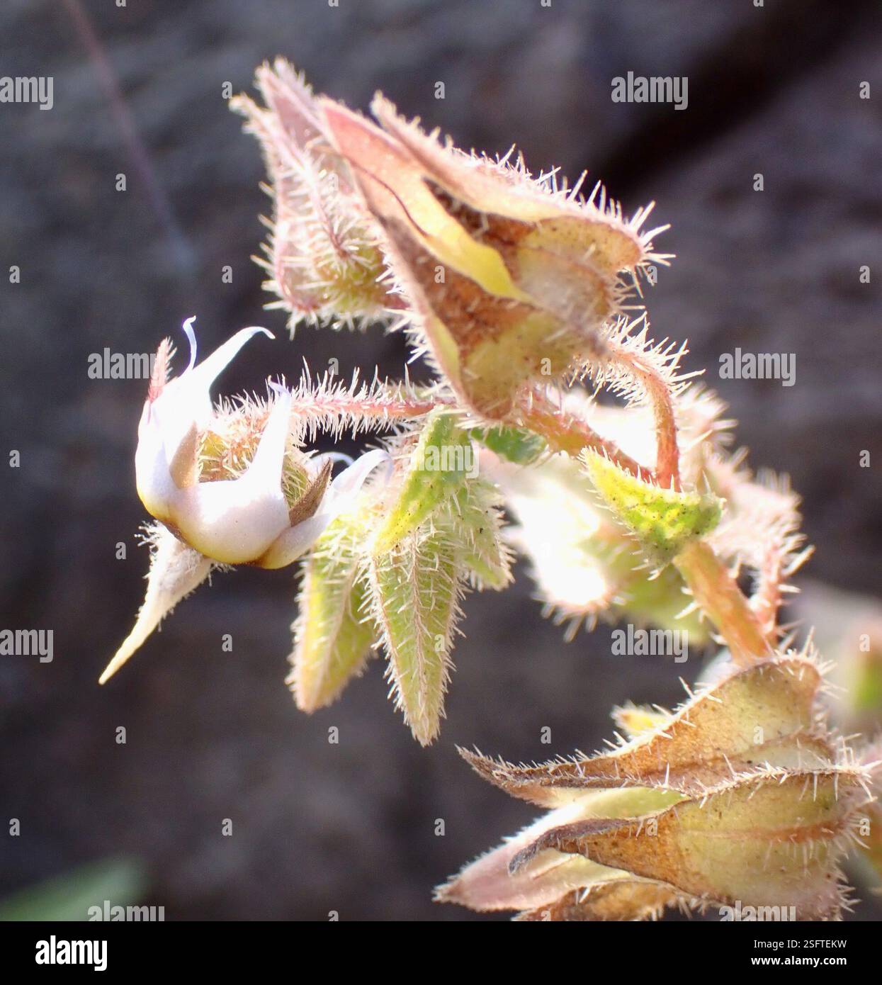 African Barbbell (Trichodesma africanum), Plantae, São Vicente, Cape ...