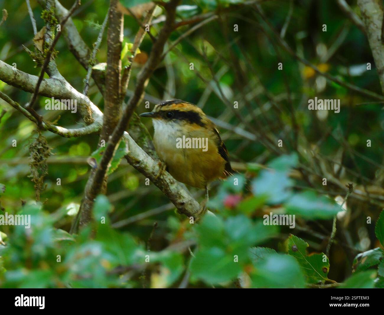 Thorn-tailed Rayadito (Aphrastura spinicauda), Aves, Pumalin Park ...