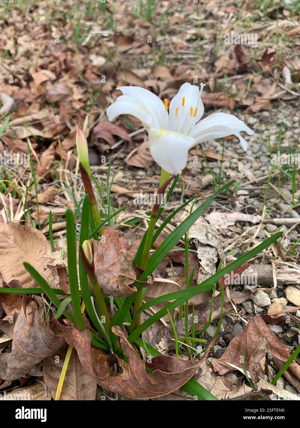 Atamasco Lily (Zephyranthes atamasco), Plantae, Lowndesboro, AL, US ...