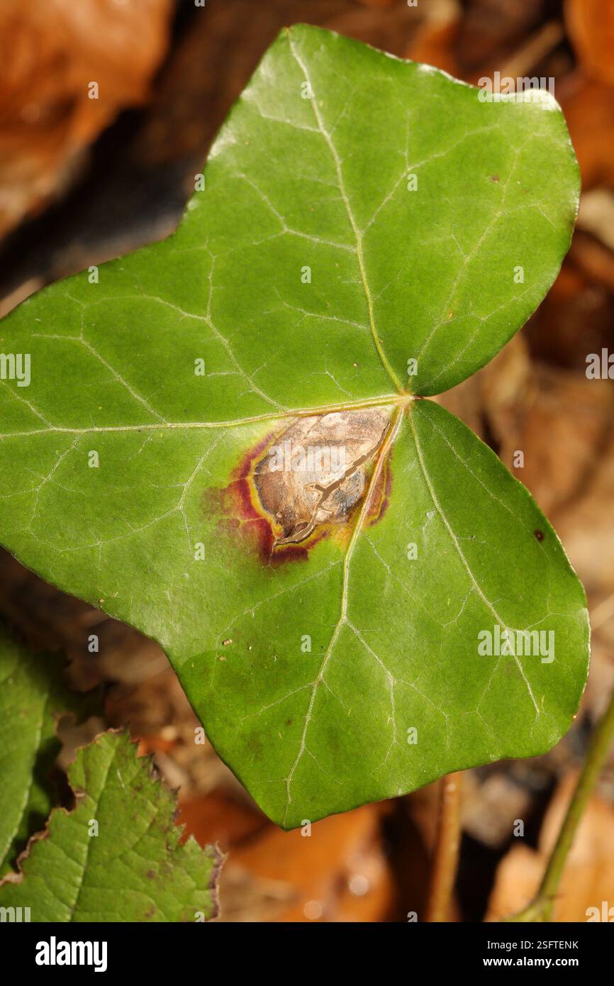 (Boeremia hedericola), Fungi, Reynolds Park, Church Road, Woolton ...