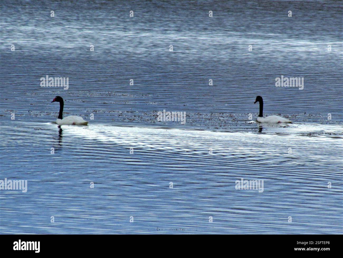 Black-necked Swan (Cygnus melancoryphus), Aves, Río Chico, Santa Cruz ...