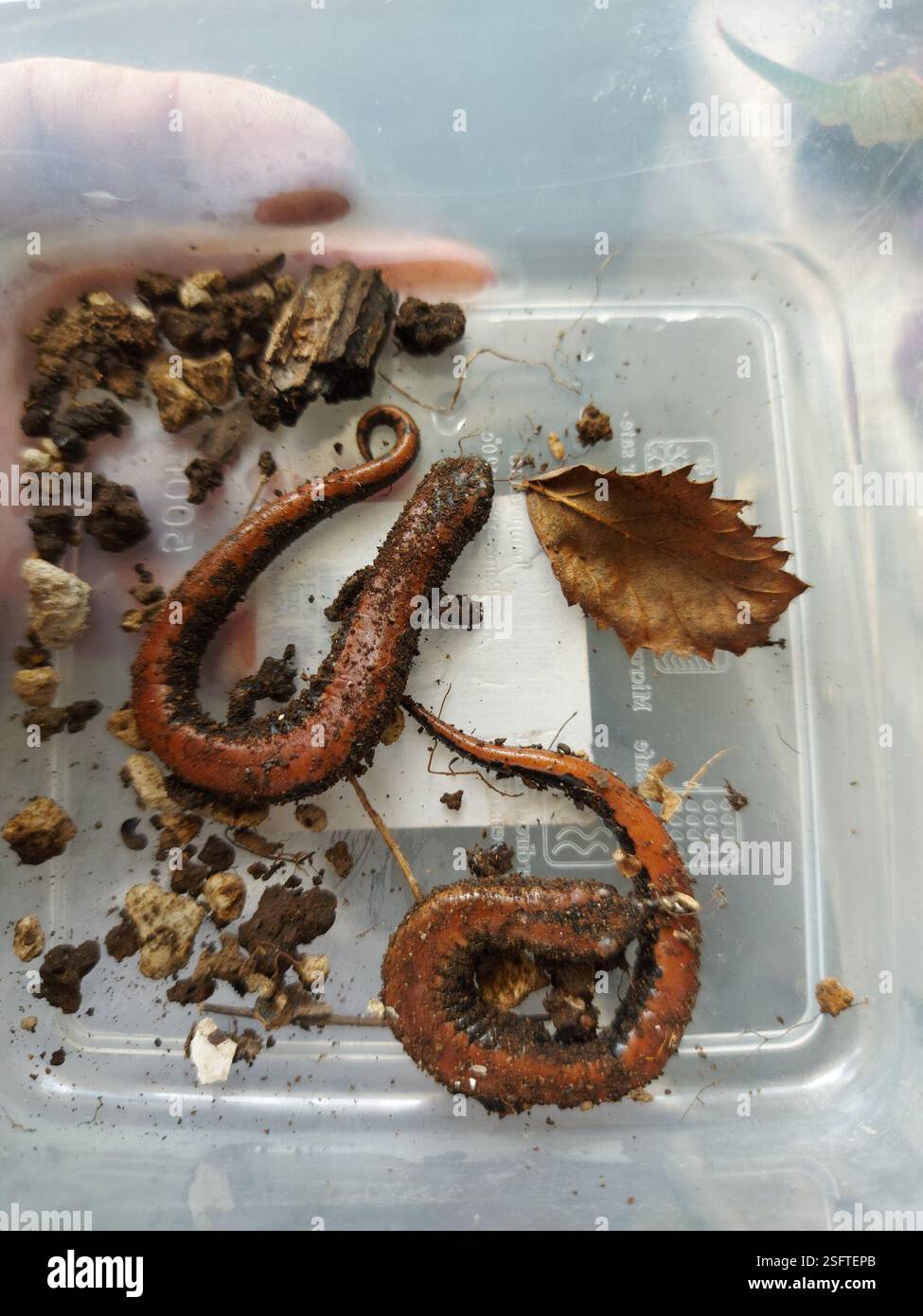 Broadfoot Mushroomtongue Salamander (Bolitoglossa platydactyla ...