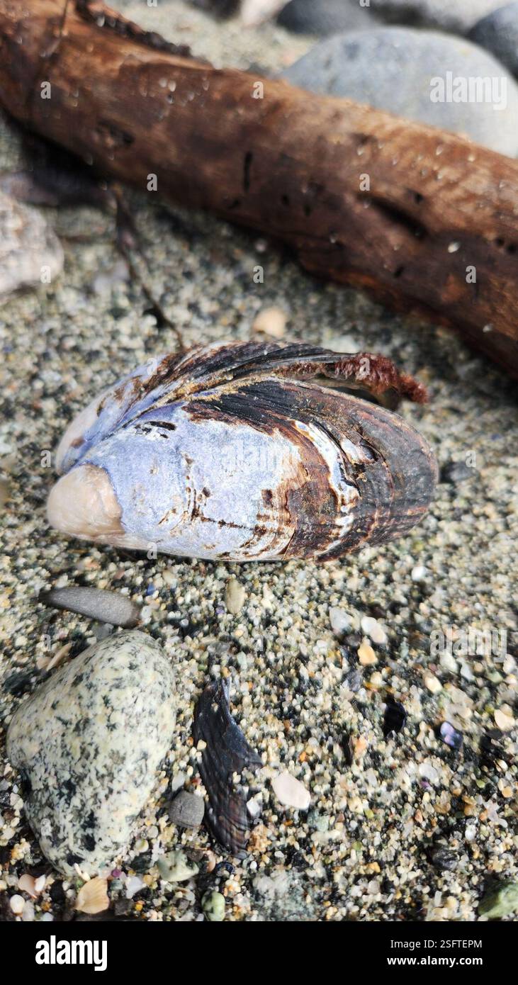 California Mussel (Mytilus californianus), Mollusca, Orange County, US ...