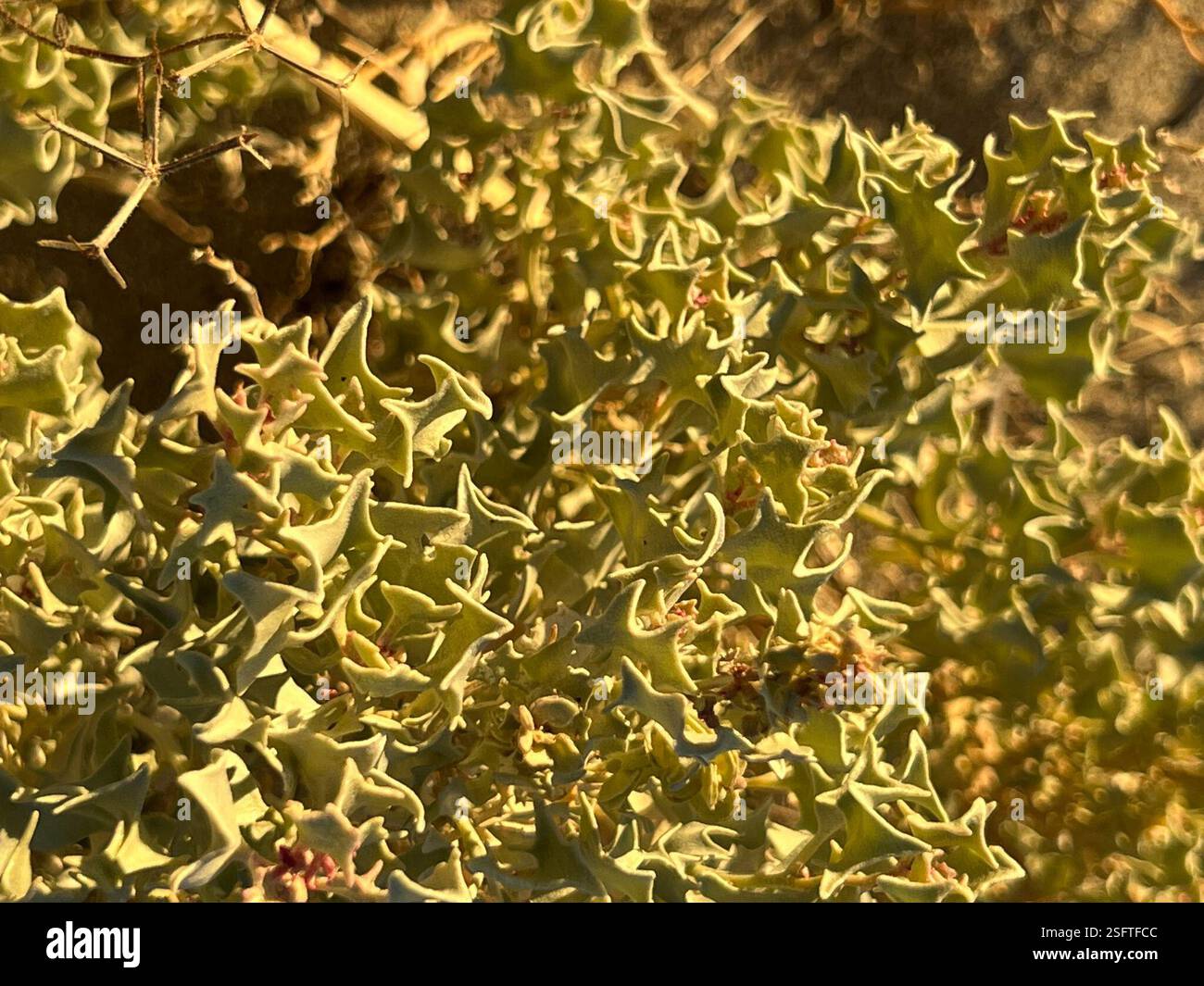 Desert Holly (Atriplex hymenelytra), Plantae, Anza-Borrego Desert State ...