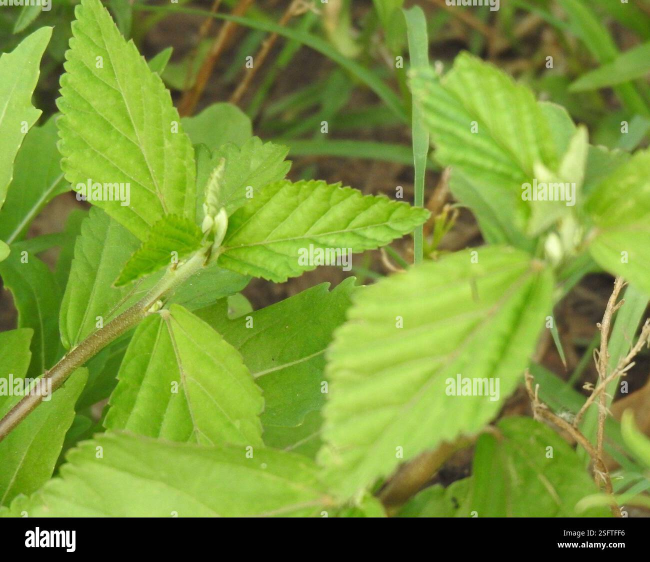Cuban jute (Sida rhombifolia), Plantae, Maracó, La Pampa, Argentina ...