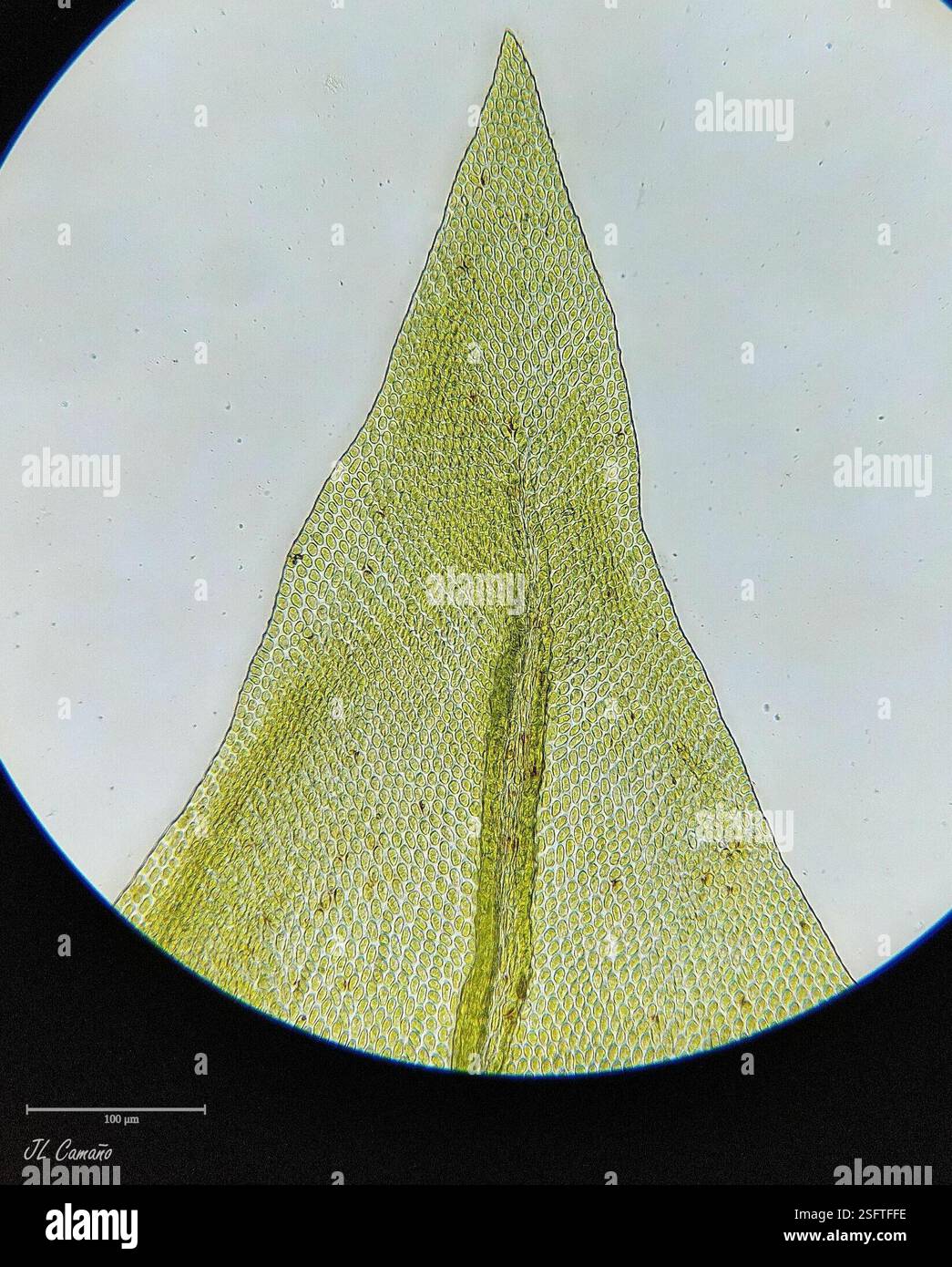 Lateral Cryphaea (Cryphaea heteromalla), Plantae, Universidad de Vigo ...