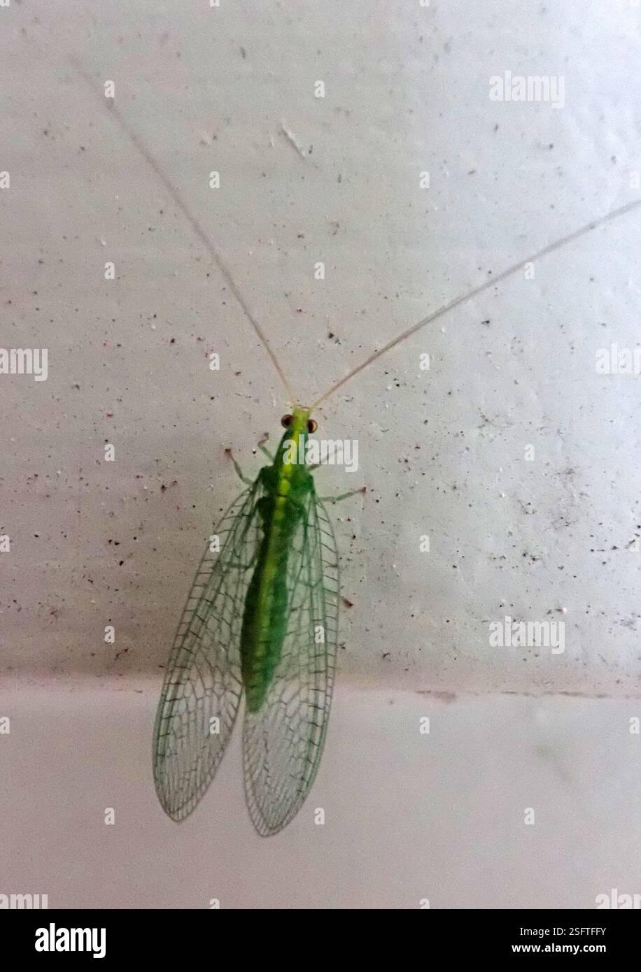 (Mallada basalis), Insecta, Chatham Islands, Rekohu (Chatham Island ...