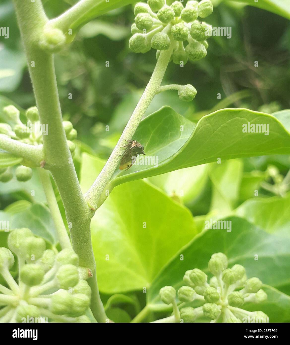 Tri-horned treehopper (Acanthuchus trispinifer), Insecta, Fairfield ...