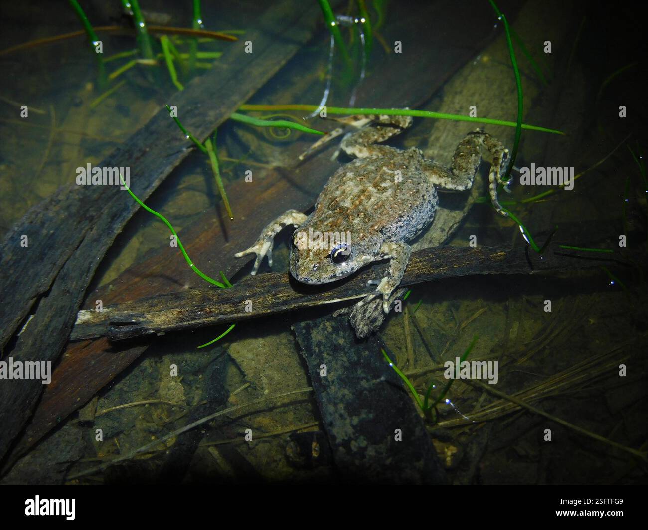 Common Eastern Froglet (Crinia signifera), Amphibia, Hobart TAS ...